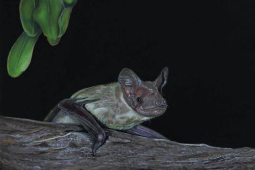 Australian Animals Gallery of Artwork - Bingara Gallery